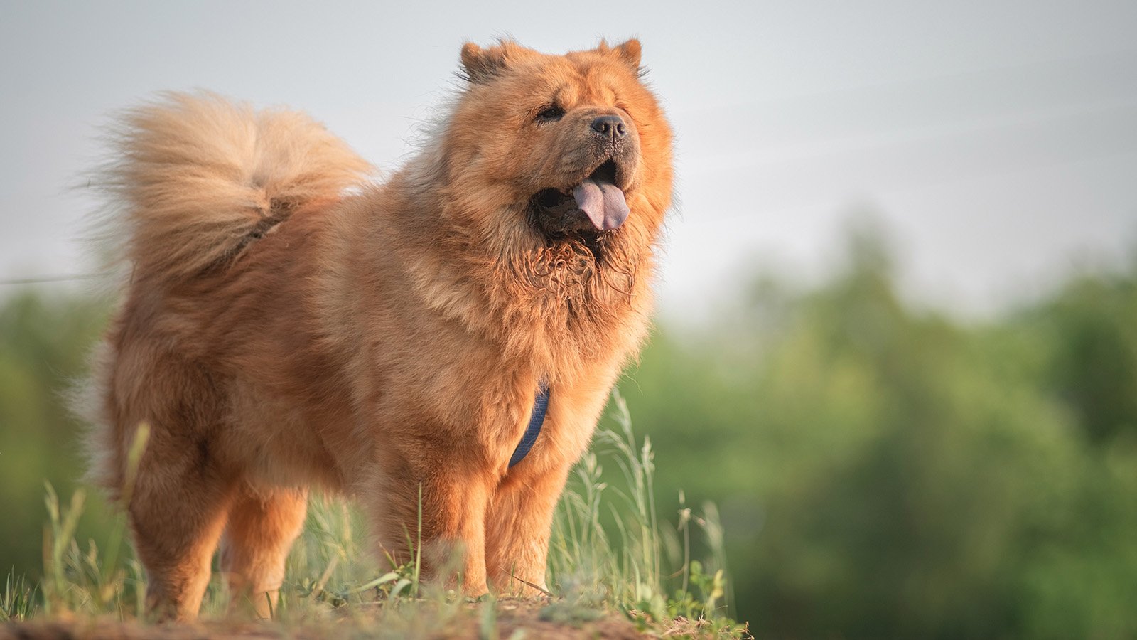 Most Expensive Dog Breeds: Discover Elite Canine Luxury - My Blog
